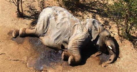 아프리카 코끼리 330마리 떼죽음 미스터리 풀렸다