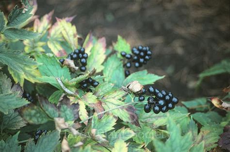 Actaea Spicata