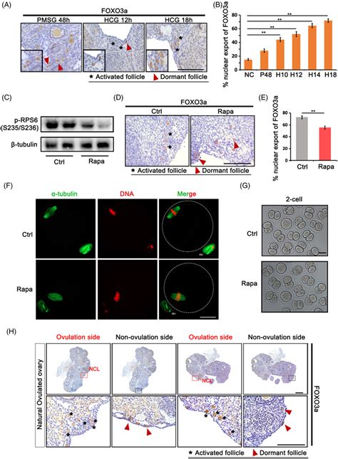 Ovulation Stimulates The Activation Of Primordial Follicle Through Mtor