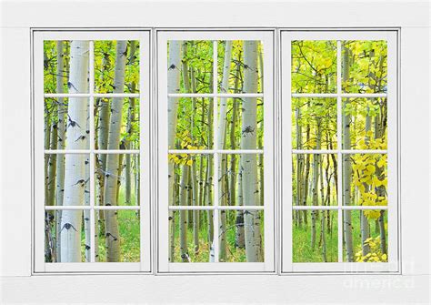 Aspen Tree Forest Autumn Time White Window View Photograph By James Bo