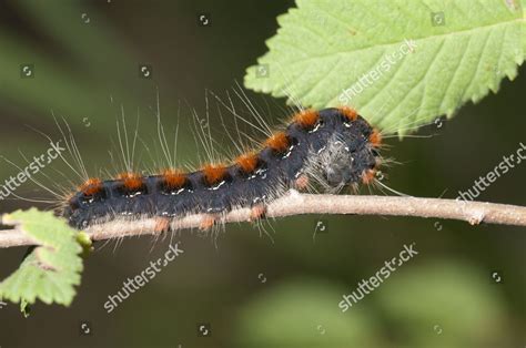 Small Eggar Moth Eriogaster Lanestris Adult Editorial Stock Photo