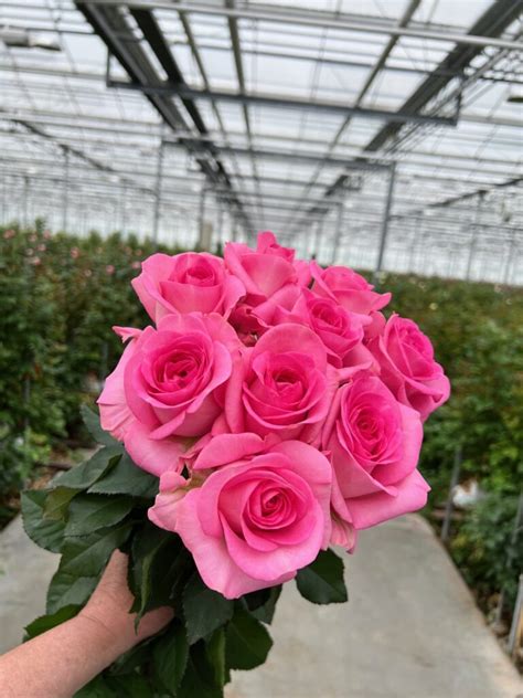 Roses Vip Roses