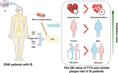 Relationship Between Triglyceride Glucose Index And Carotid Artery Plaques In Ischemic Stroke