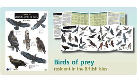 Birds Of Prey Identification Chart Fsc £3 Birds Of Prey Prey