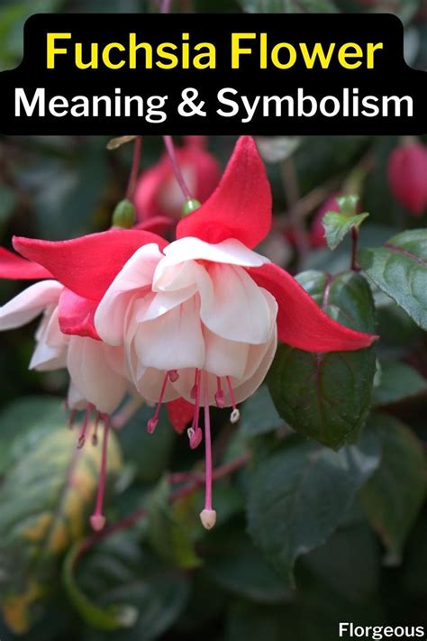 Fuchsia Flower Meaning And Symbolism Fuchsia Flower Flower Meanings