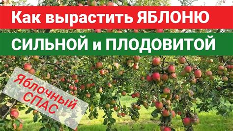 Время яблок советы от экспертов в программе «Счастливый час» - YouTube