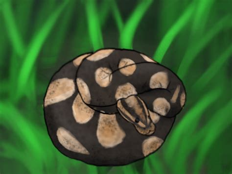 Ball Python Doodle By Kingdomwielders On Deviantart