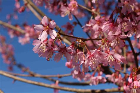 Prunus X Okame Blue Heron Nursery