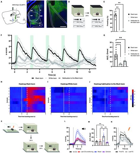The Axons Of The Bla Projecting Mgn Neurons Are Activated By The