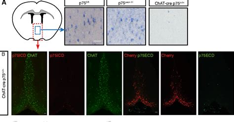 Figure 2 From The Role Of P75ntr In Cholinergic Basal Forebrain Structure And Function