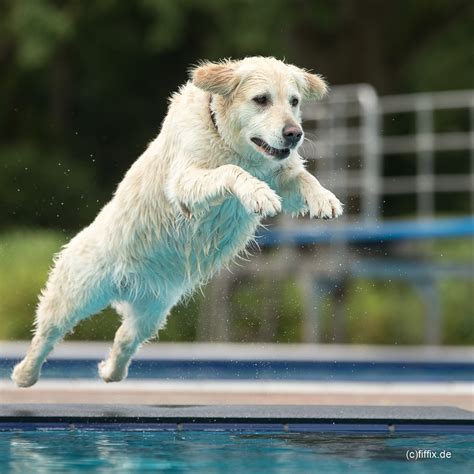 Wasserratten Aufgepasst Fiffix Tier Fotografie And Das Fotozimmer
