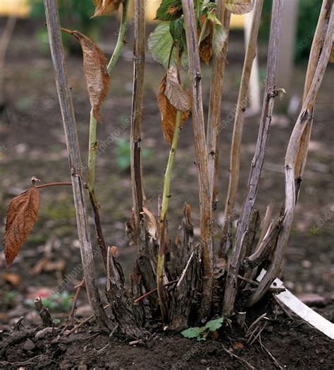 Raspberry Root Rot Stock Image C Science Photo Library