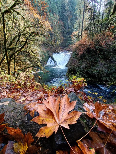 Final Days Of Fall At Silver Falls State Park Oregon Oc 2448×3264