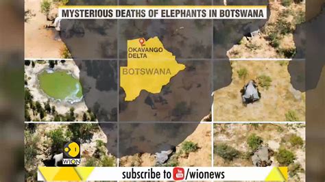 Mysterious Elephant Deaths In Botswana Gravitas More Than 400