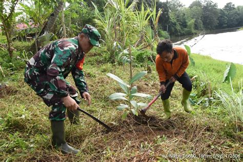 Kodim HST Tanam Ratusan Batang Pohon Di Desa Baru Batu Benawa Pelopor Wiratama