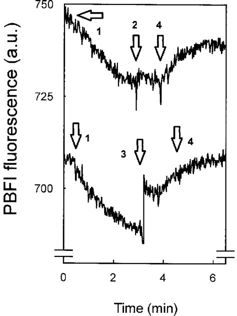 Enterocin P Conducts Potassium Ion Movements In Sensitive Cells E