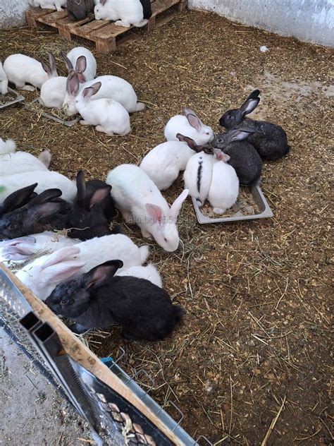 Зайци зайчета Зайци Селскостопански животни Свиленград Продавам зайчета зайки заплод