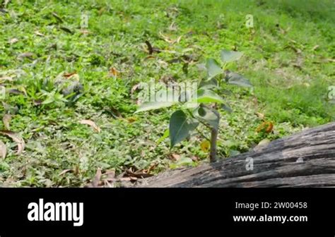 Plant Growing Roots In Soil Stock Videos Footage HD And K Video Clips Alamy