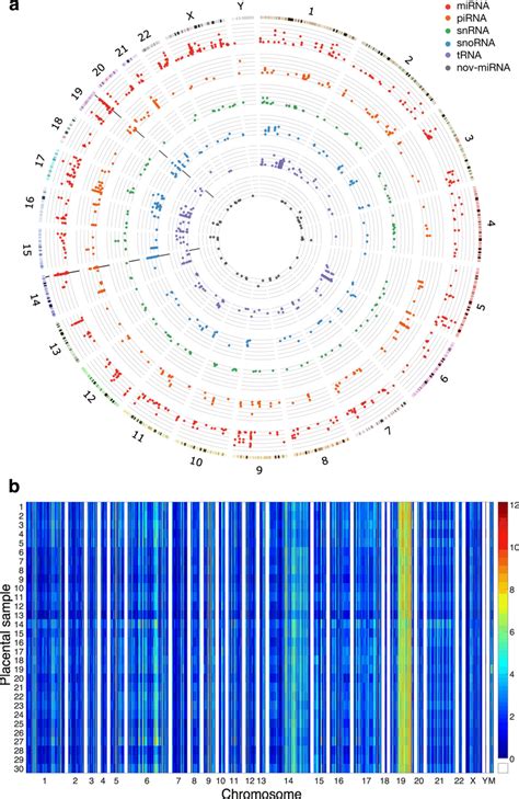 Illustration Of The Genomic Locations Of Placentally Expressed Sncrnas