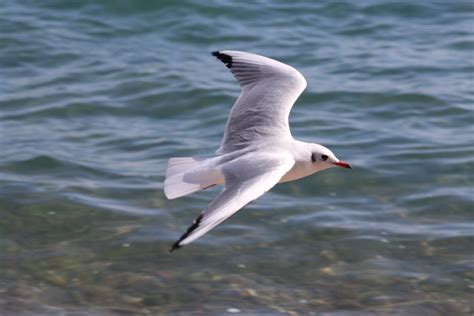 물 위를 날아다니는 갈매기 사진 Unsplash의 무료 키르기스스탄 이미지 물 위를 날아다니는 갈매기 사진 Unsplash의 무료 키르기스스탄 이미지