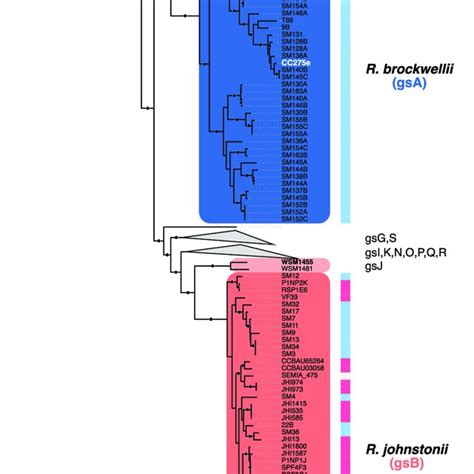 Phylogeny Of The Three Novel Species And Their Immediate Neighbours Download Scientific Diagram