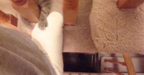 Every Time I Pretend Im Going To Jump Off The Gap Between My Stairs My Kitten Holds On To My