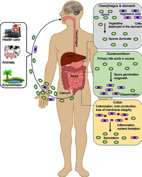 Infection Cycle Of Toxigenic Clostridium Difficile In The Human