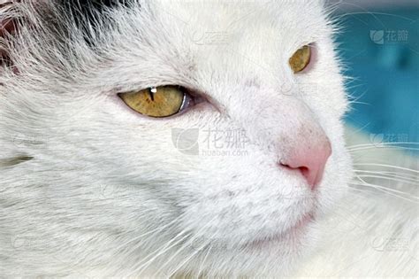 特写的一个白色和灰色的家猫