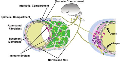 Diagrammatic Representation Of The Epithelial Mesenchymal Trophic Unit Download Scientific