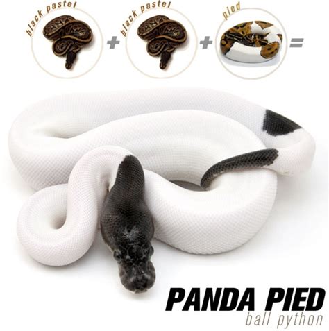 Butter Desert Pastel Fuck Yeah Ball Python Morphs My Xxx Hot Girl