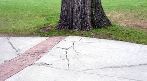 Tree Root Removal Cost Guide 2021 Cutting Exposed Tree Roots