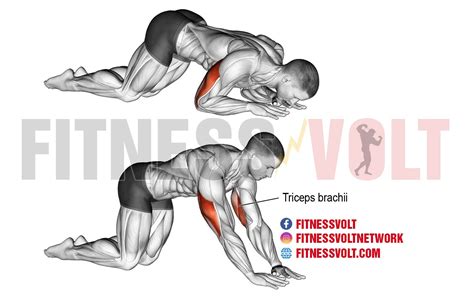 Kneeling Bodyweight Tricep Extension Triceps Exercise Guides And