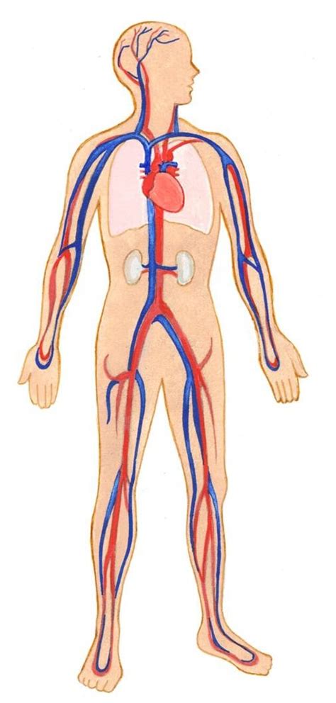 El Sistema Cardiovascular