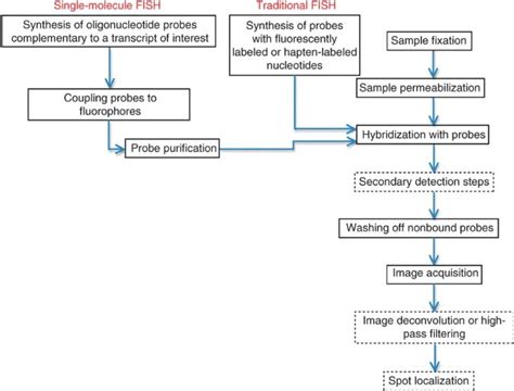 Validating Transcripts With Probes And Imaging Technology Nature Methods