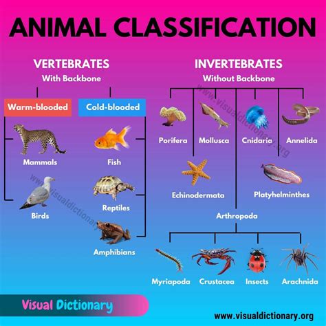 Animals Label And Classify English Esl Worksheets For