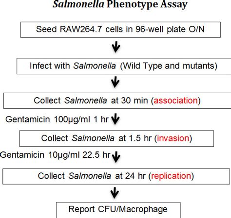 High Throughput Assay To Phenotype Salmonella Enterica Typhimurium Association Invasion And