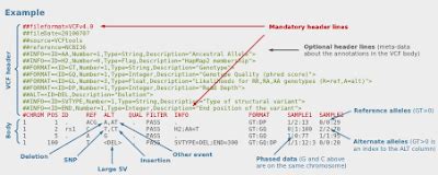 Digithead S Lab Notebook VCF Variant Call Format