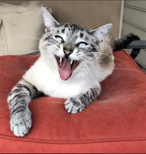 My Derpy Cat Scrolller