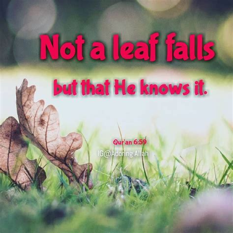Not A Leaf Falls But That He Knows It Qur An 6 59