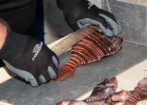 Doe Lionfish On The Rise As Longer Gaps Between Culls Cayman Compass