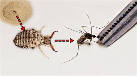 개미귀신은 개미지옥 밖에서도 모기를 사냥할 수 있을까 Youtube