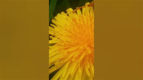Relaxing Birds Chirping 🐦🎶🎧beautiful Noise Sound Relaxing Nature