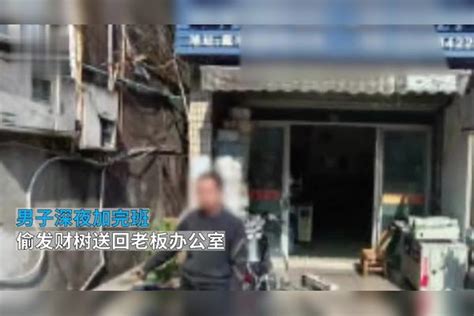 男子深夜加完班偷发财树送回老板办公室，被民警抓获