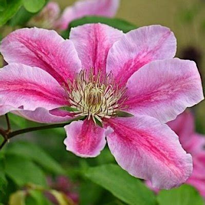 Клематис 'Пинк Бьюти' / Clematis 'Pink Beauty' - Ландшафтная компания ...