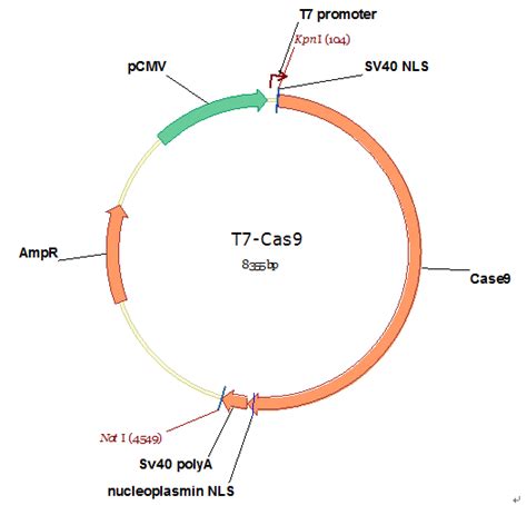 Mrna And 质粒 唯尚立德