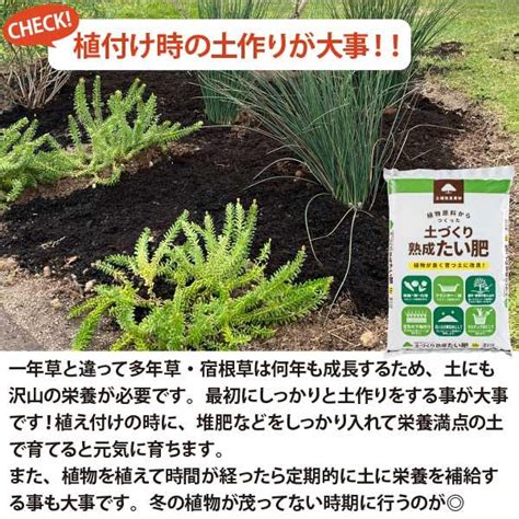 生産者直送 グレビレア ラニゲラ オーストラリアン 5号 15cmポット 5個セット オージープランツ GM ranigera 5
