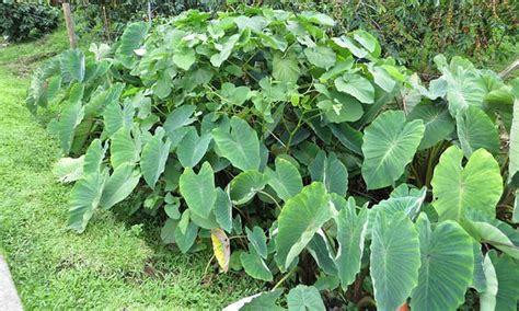 Taro Plant Grow Your Own Backyard Poi Epic Gardening