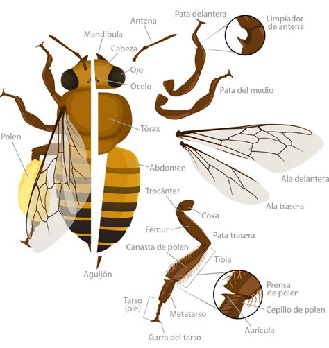 La anatomía de las abejas melíferas Ask A Biologist