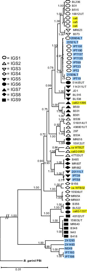 Bayesian Phylogenetic Inference Of Concatenated Sequences Of The Download Scientific Diagram