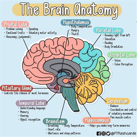 Parts Of The Brain Activities